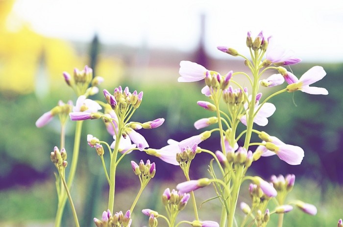 can you smell spring?